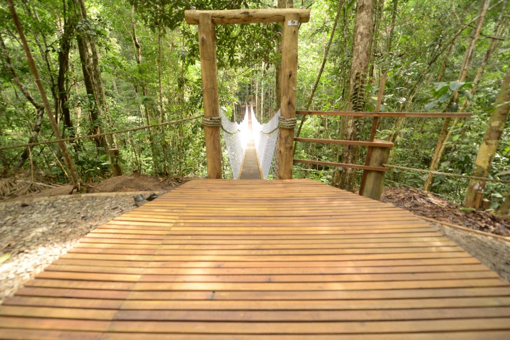 Ponte Pênsil – Dossel Brasil