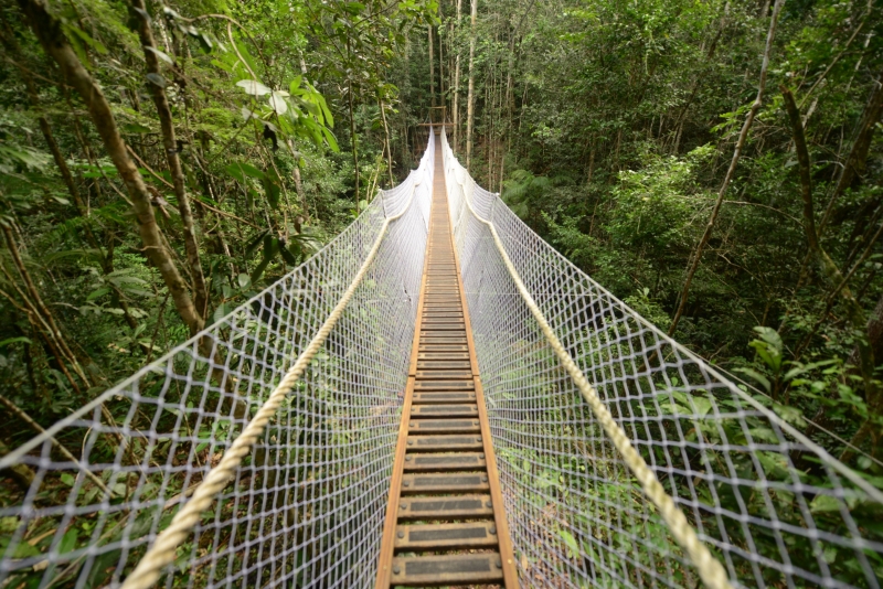 Ponte Pênsil – Dossel Brasil