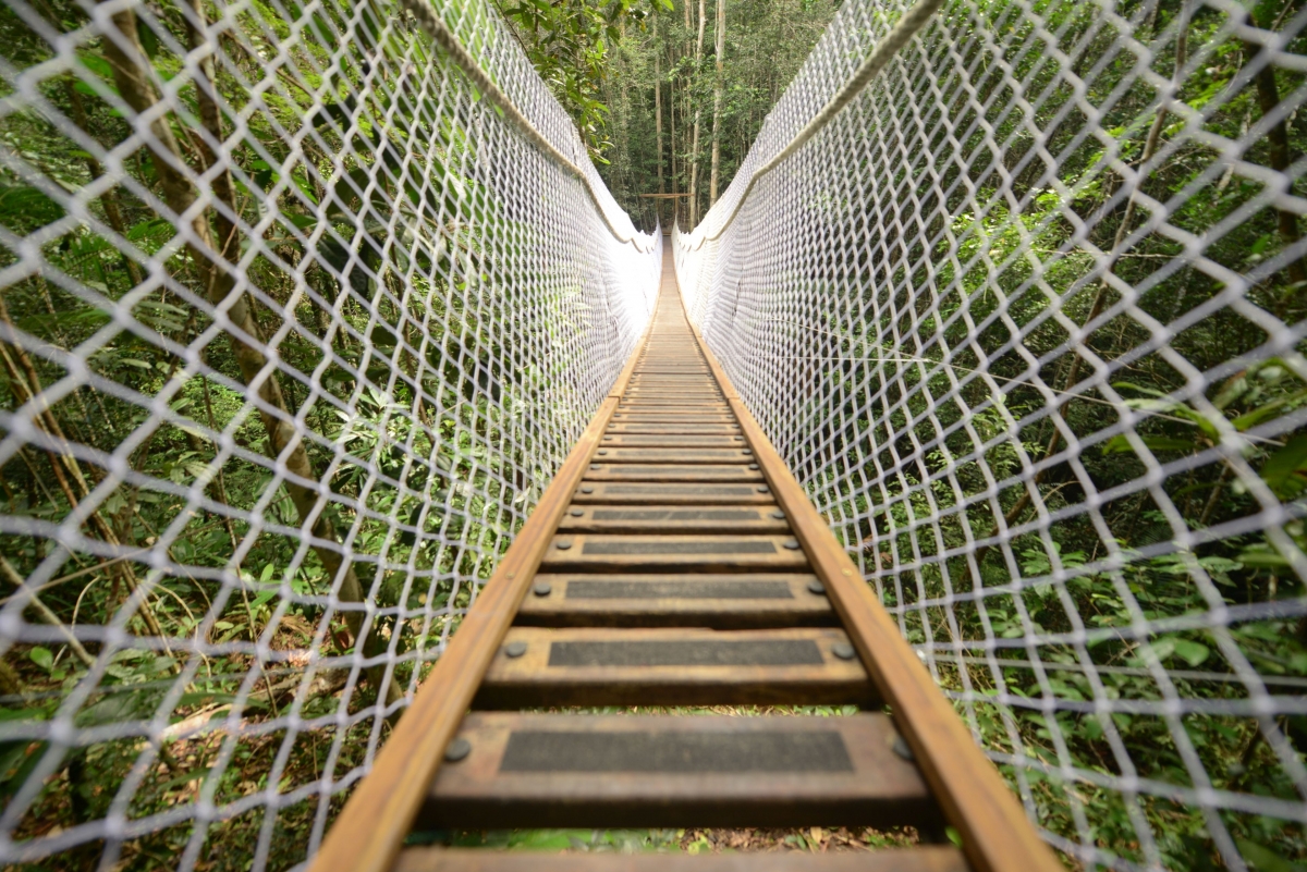 Ponte Pênsil – Dossel Brasil