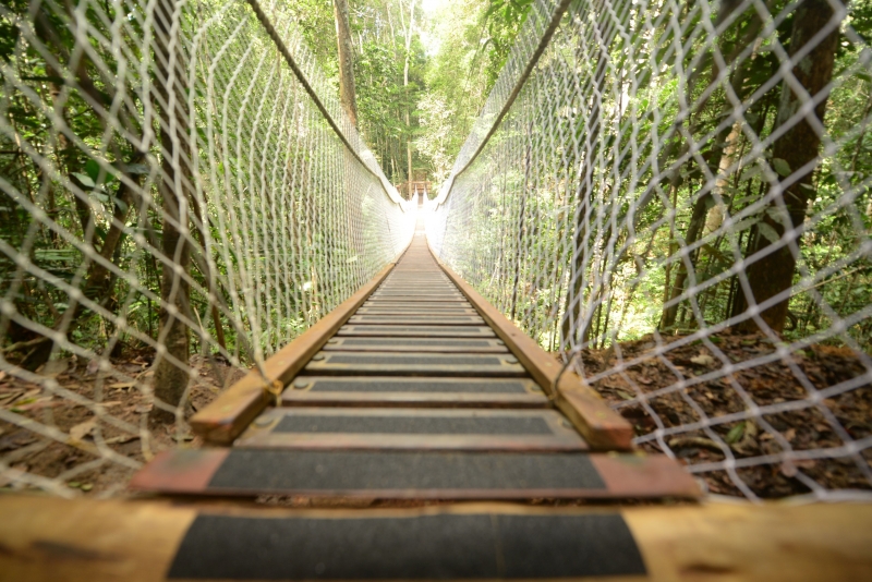 Ponte Pênsil – Dossel Brasil